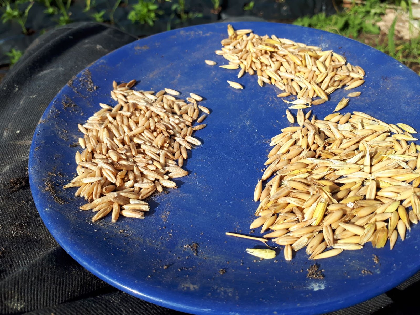 An English Homestead: Small Scale Grain