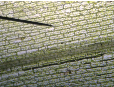 Biojournal: Microscope view of Hydrilla Cells