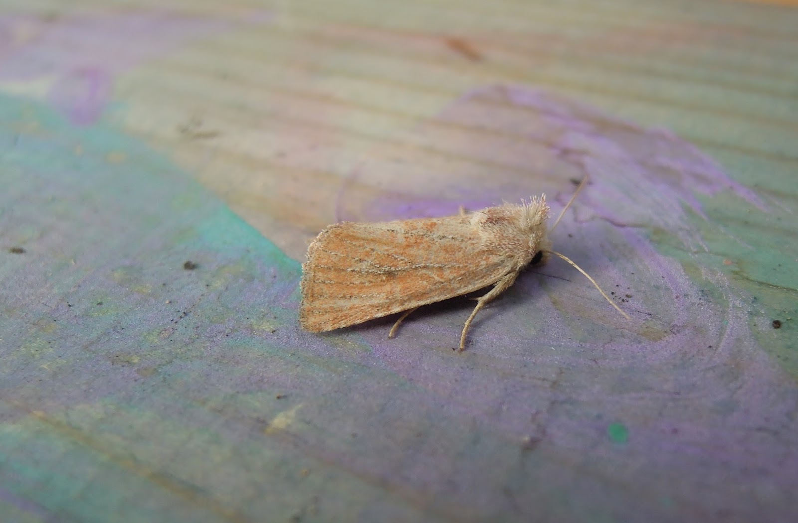 Cottenham Mothing: 2016