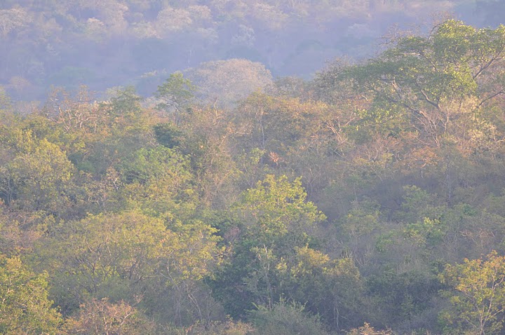 High On Wilderness: The sweet smelling forests of Thally