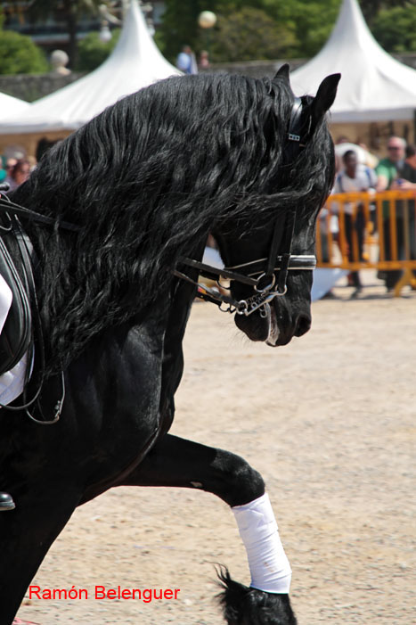 BICHOS Y MAS VLC: VALENCIA CABALLO 2013