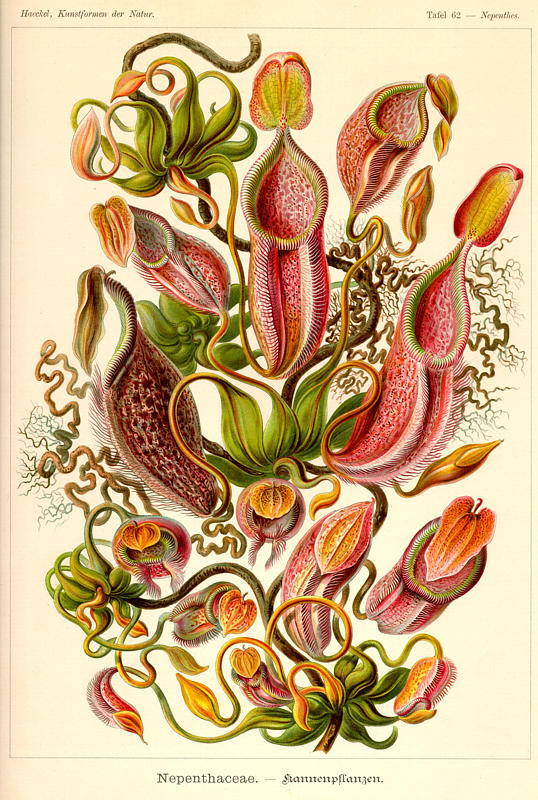 A Billion Tastes And Tunes Ernst Haeckel Part 1 Of 2