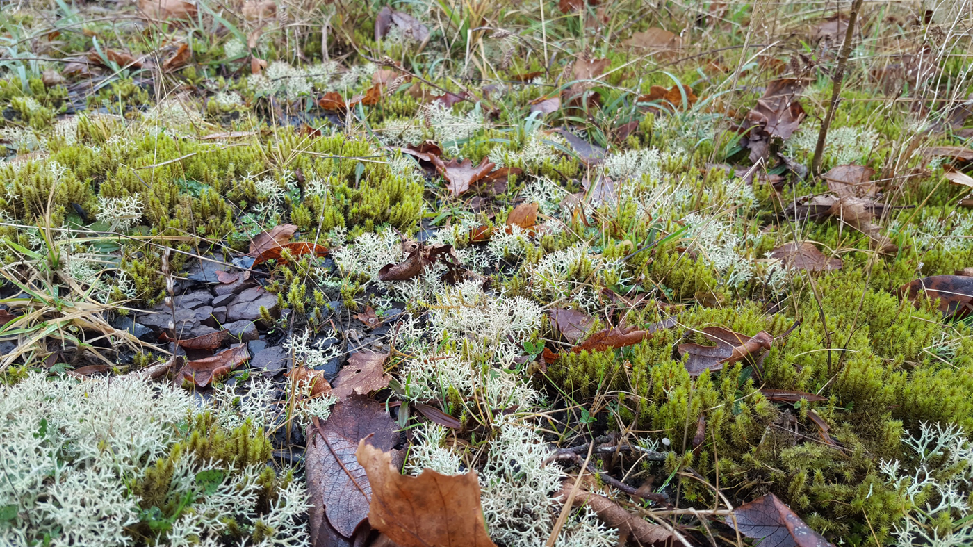 South Wales Bryophytes: 2016