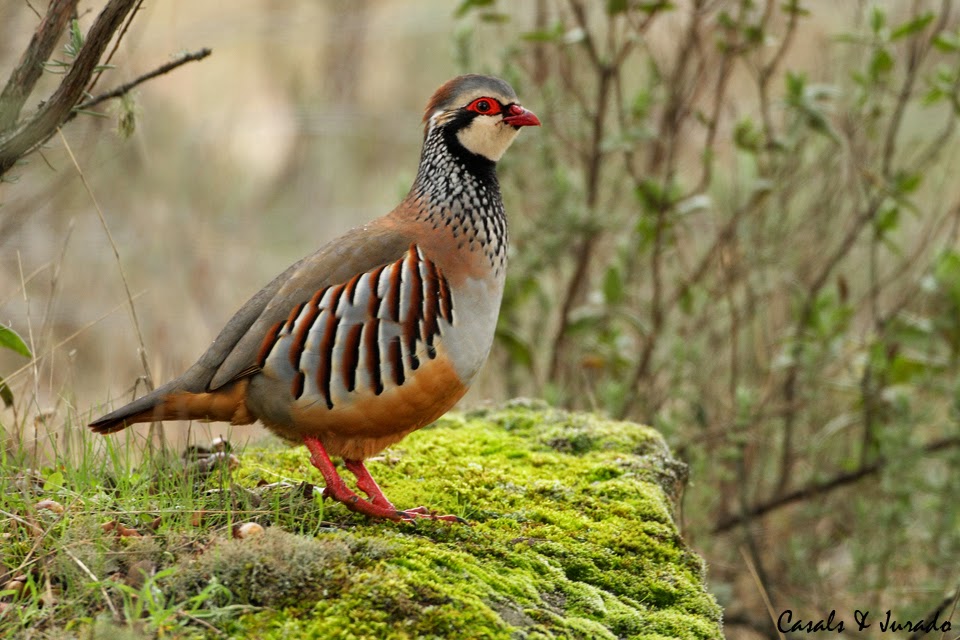 CRÒNIQUES NATURALISTES: FOTOS D'ALTRES GRUPS D'AUS
