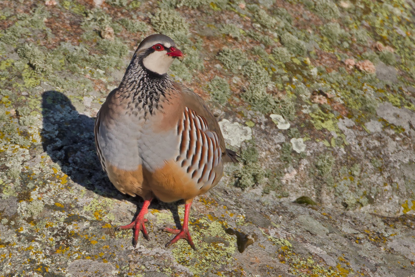 El entorno natural de La Cañada: Perdices, La Cañada 14-dic-2013
