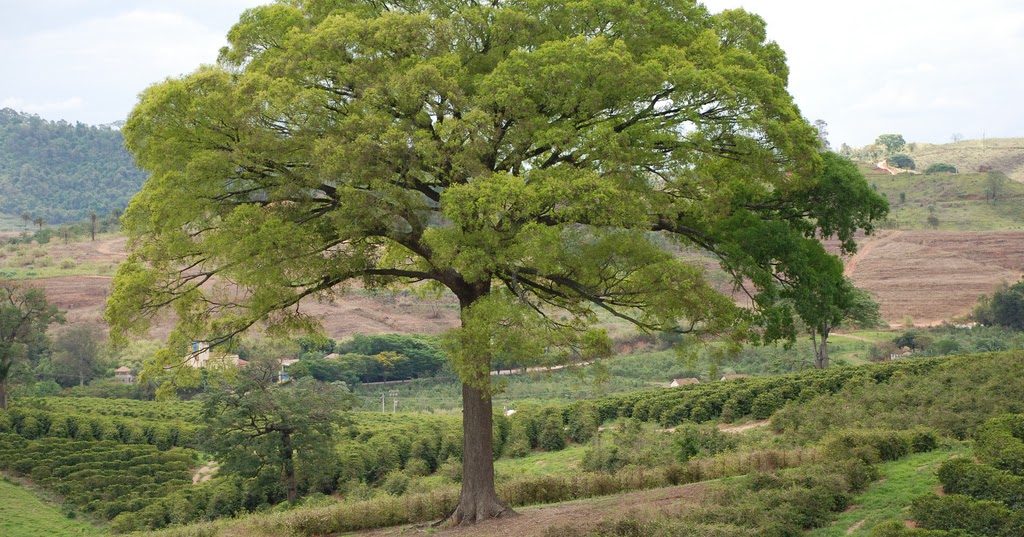 Natureza e Vida: ÁRVORE JEQUITIBÁ, SÍMBOLO DO ESTADO DE SÃO PAULO.