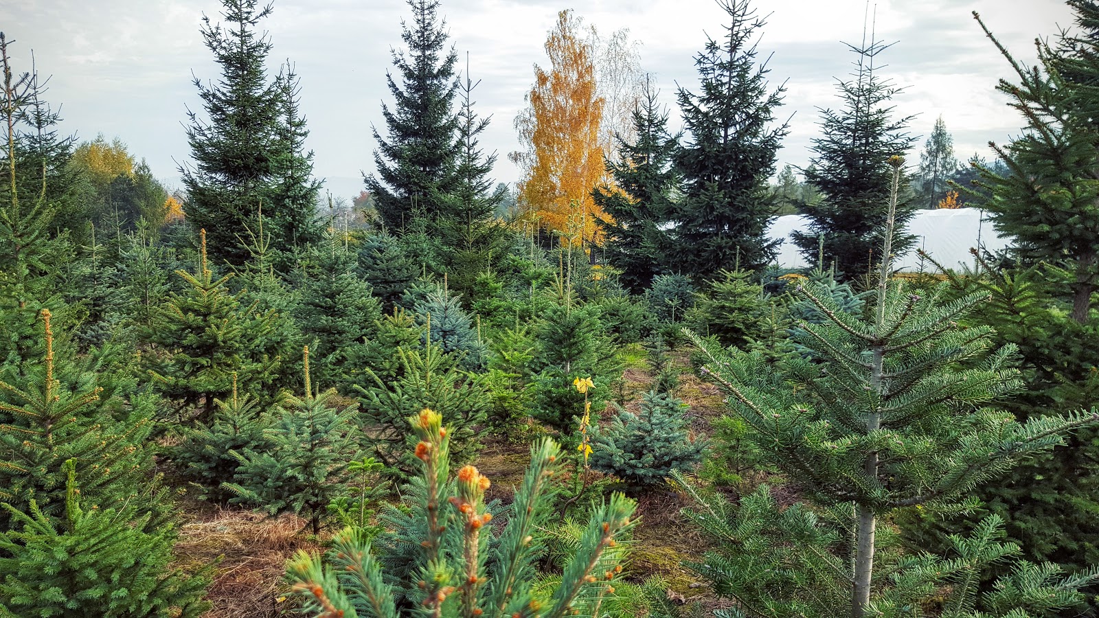 Ogrodniczy Blog: choinki - naturalnie tylko prawdziwe, żywe ...