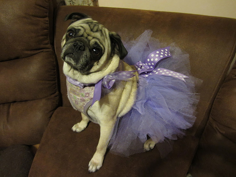 A Day in the Life of Pugs: Tutu Cute
