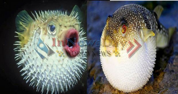 Fish poison content Buntal Kills Children | News Today