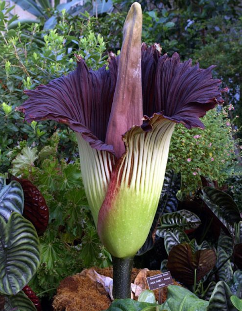 The 10 most bizarre flowers in the world