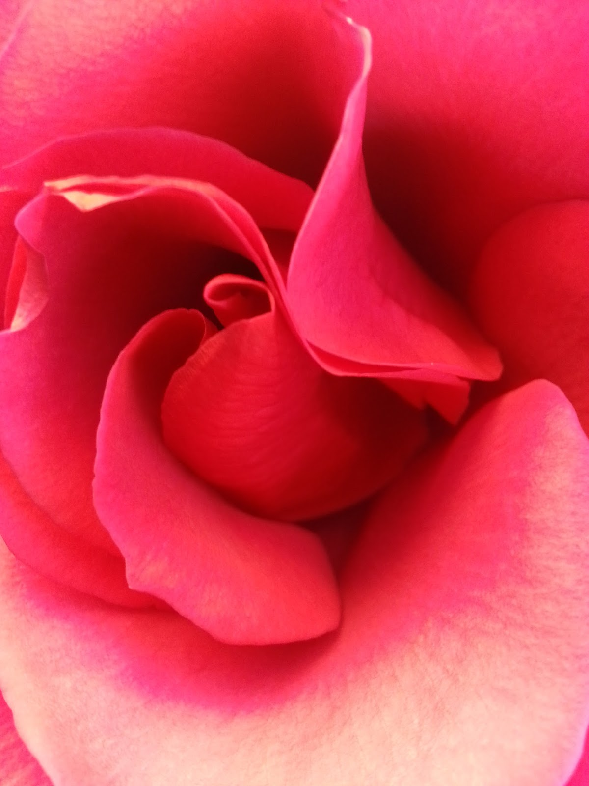 shakespeare-talks-rose-study-for-juliet-1