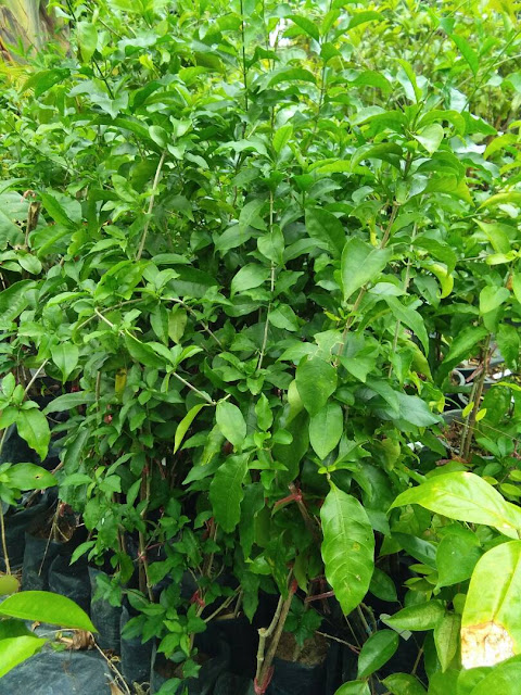 POKOK BUNGA KESIDANG JUMBO (THAI)