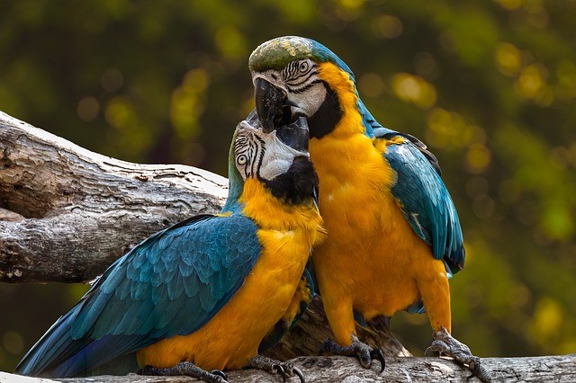 8 interesting facts about parrots | Facts About All