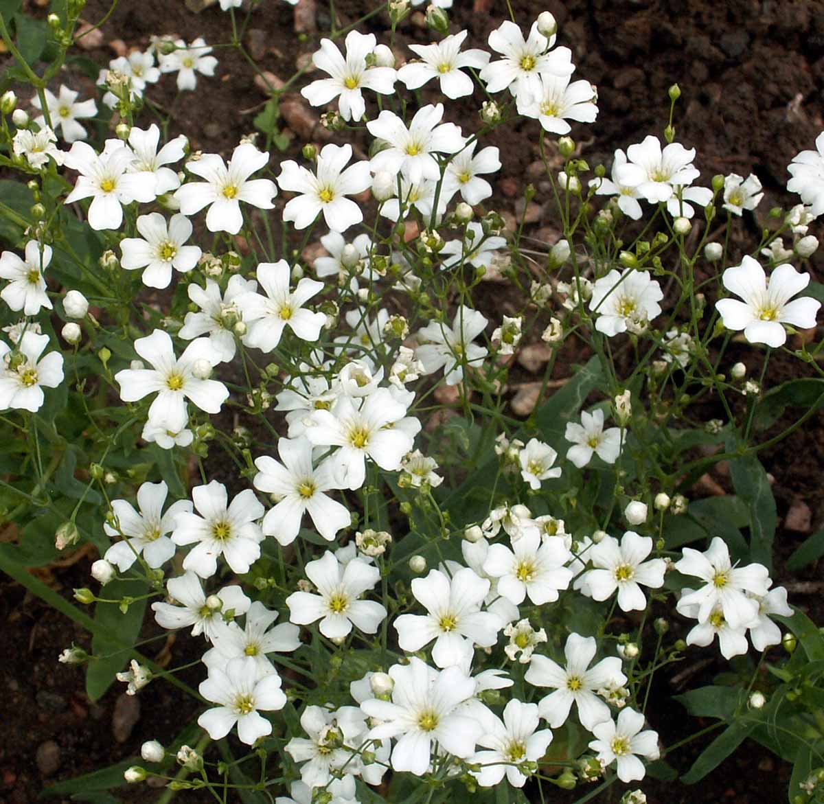 Dream Garden: Gypsophila Elegans - Mosquitinho Branco