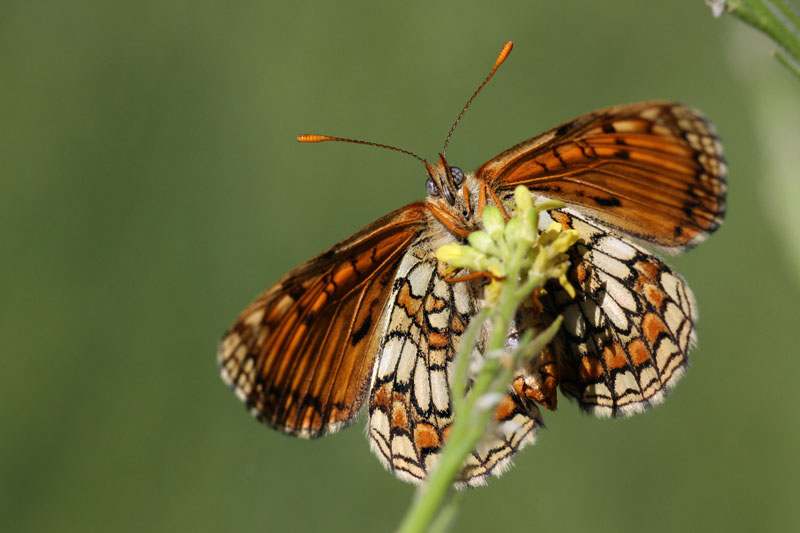 Limousin Photos Nature - Papillons et Chenilles: Melitaea parthenoides ...