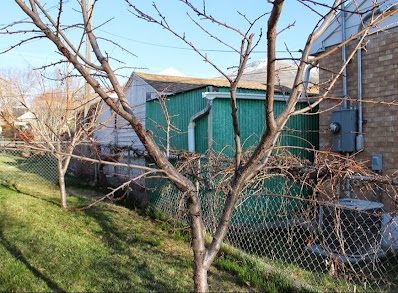 Fruit Tree Pruning at Its Best: How to Prune Peach and Nectarine Trees