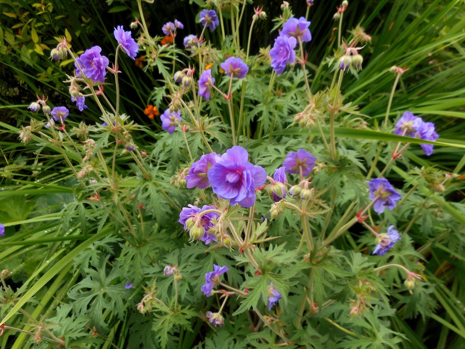 Gardening With Grace: Gardens Galore!