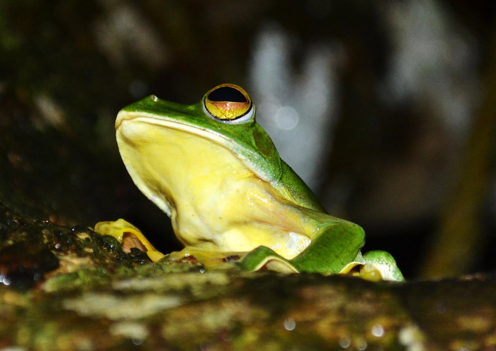 Photography & Me: Green Tree Frog