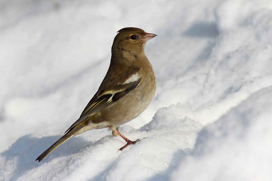 FREE BIRDS/ svobodne ptice: ZIMA, ZIMA BELA