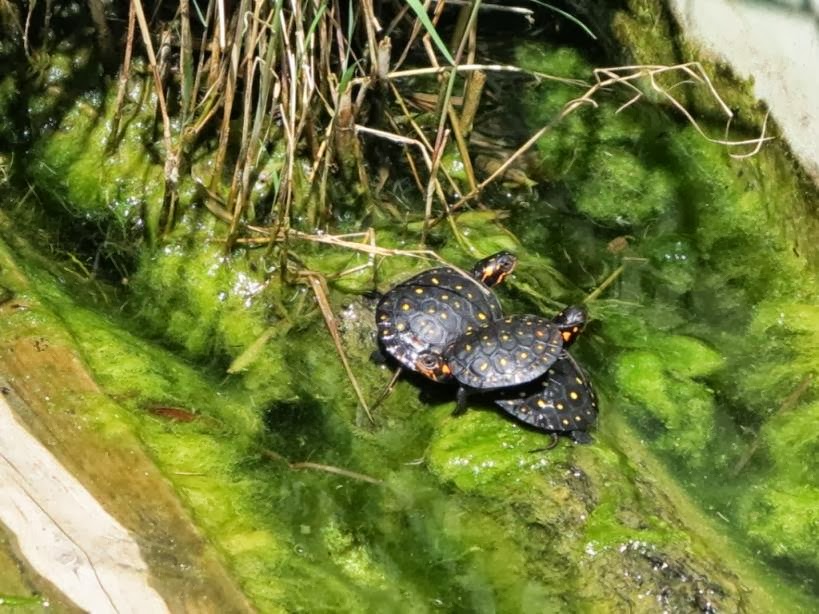 Clemmys guttata: la tortuga moteada: Por que tienen manchas