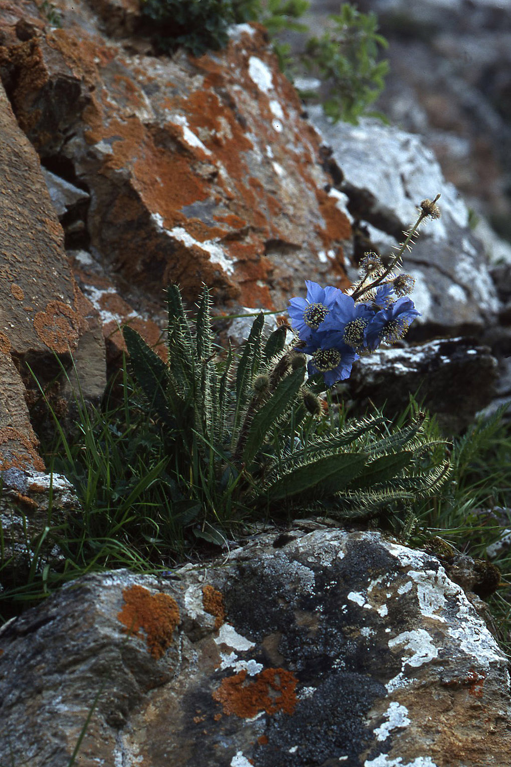 Meconopsis World - A Visual Reference: Meconopsis racemosa - Photos In ...