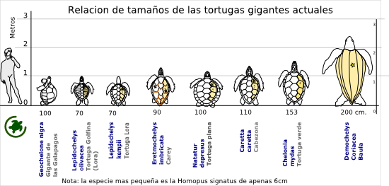 REVISTA ECOSOCIALISTA : LA TORTUGA CARDON (DERMOCHELYS CORIACEA)