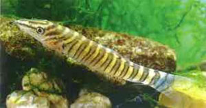 INDONESIAN FRESHWATER FISH COMMUNITY - IFFC: ASIAN LOACHES & CATFISH