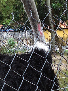 Xe Om, Pho: Baby Jesus could get the ostrich to poop.