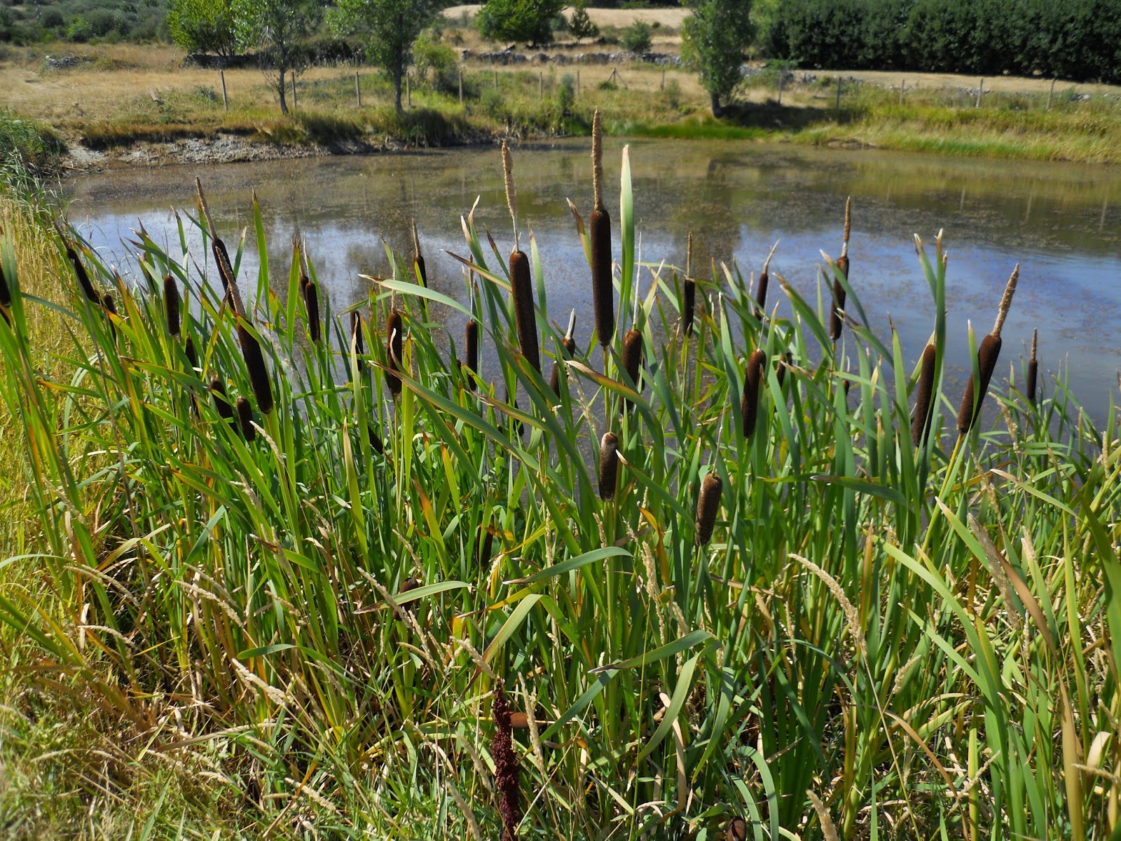fundacionpueblosparroquiafilipinas: ASI NACIO CARRIZAL DE LUNA