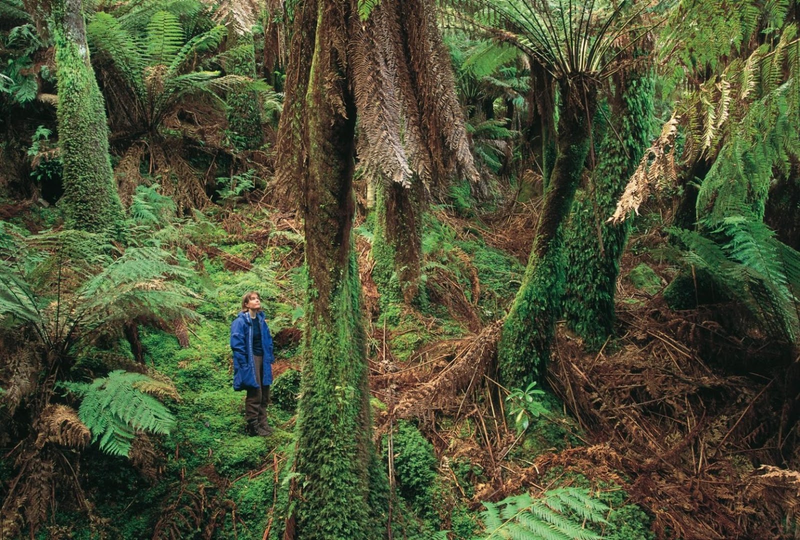 Bosques gondwánicos (II). La fauna de las selvas templadas australianas.
