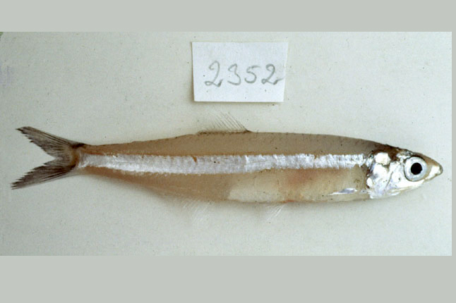 Oppdag Fisk!: Commerson Ansjos/Commerson's Anchovy/Stolephorus ...