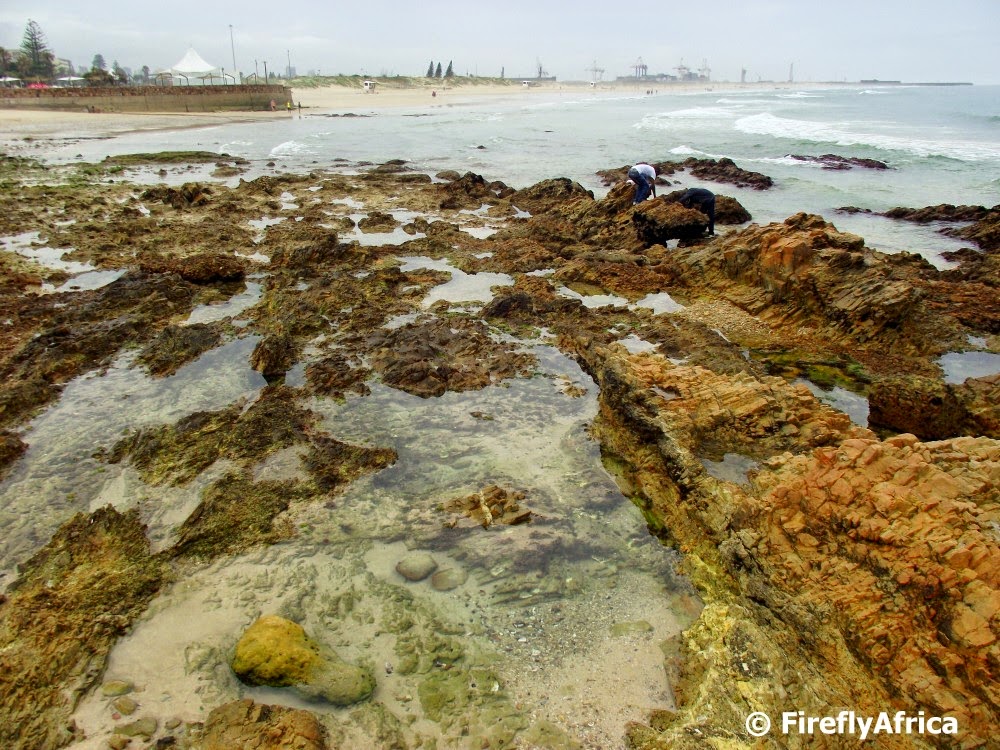 Port Elizabeth Daily Photo: Beachfront rock pools
