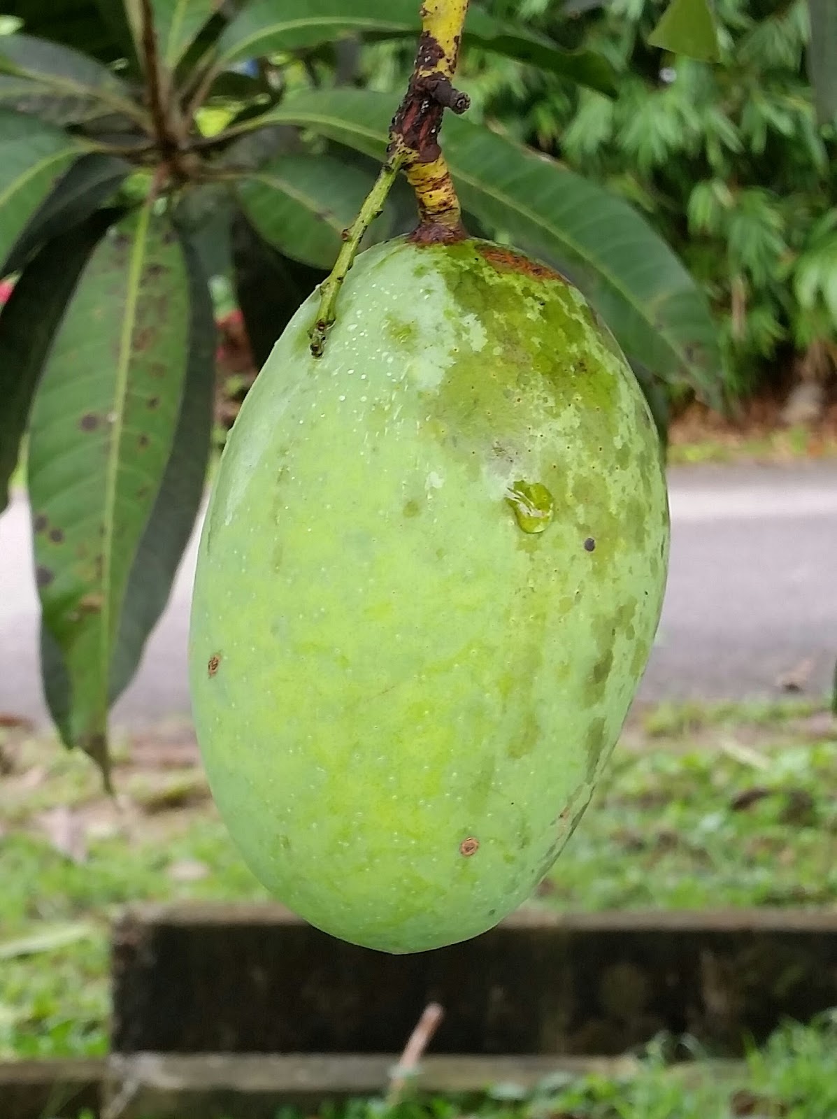 Warisan Petani: Buah Kuini