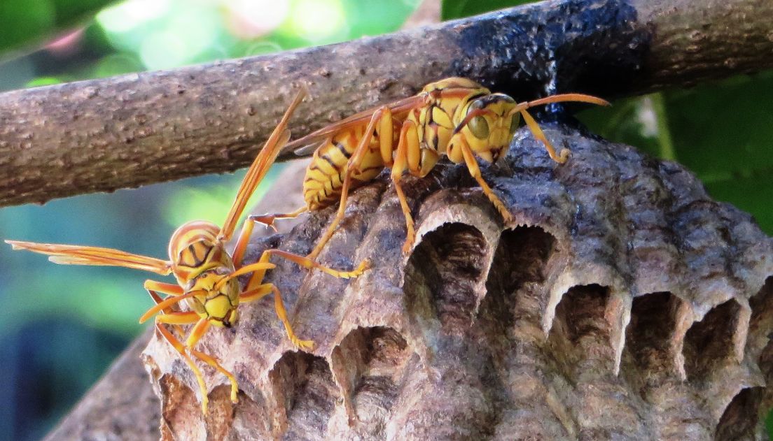 Rodrigues via Mauritius: Wespenstich....Stung by a wasp....Piqué par ...