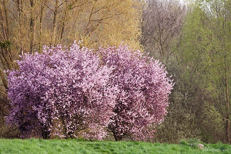Le Douaire. Île de Vivre.: Tout savoir sur le prunier (les prunes ...