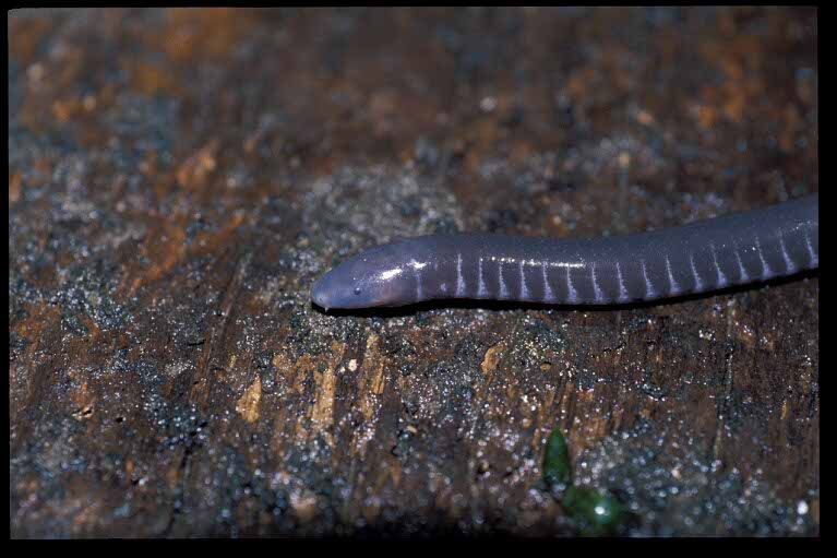 Real Monstrosities: Caecilian