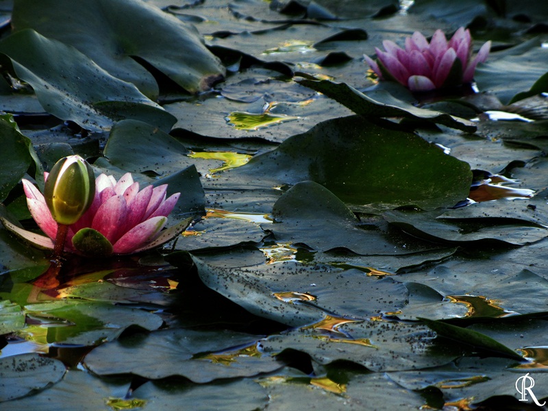 de amores y relaciones: March 2013