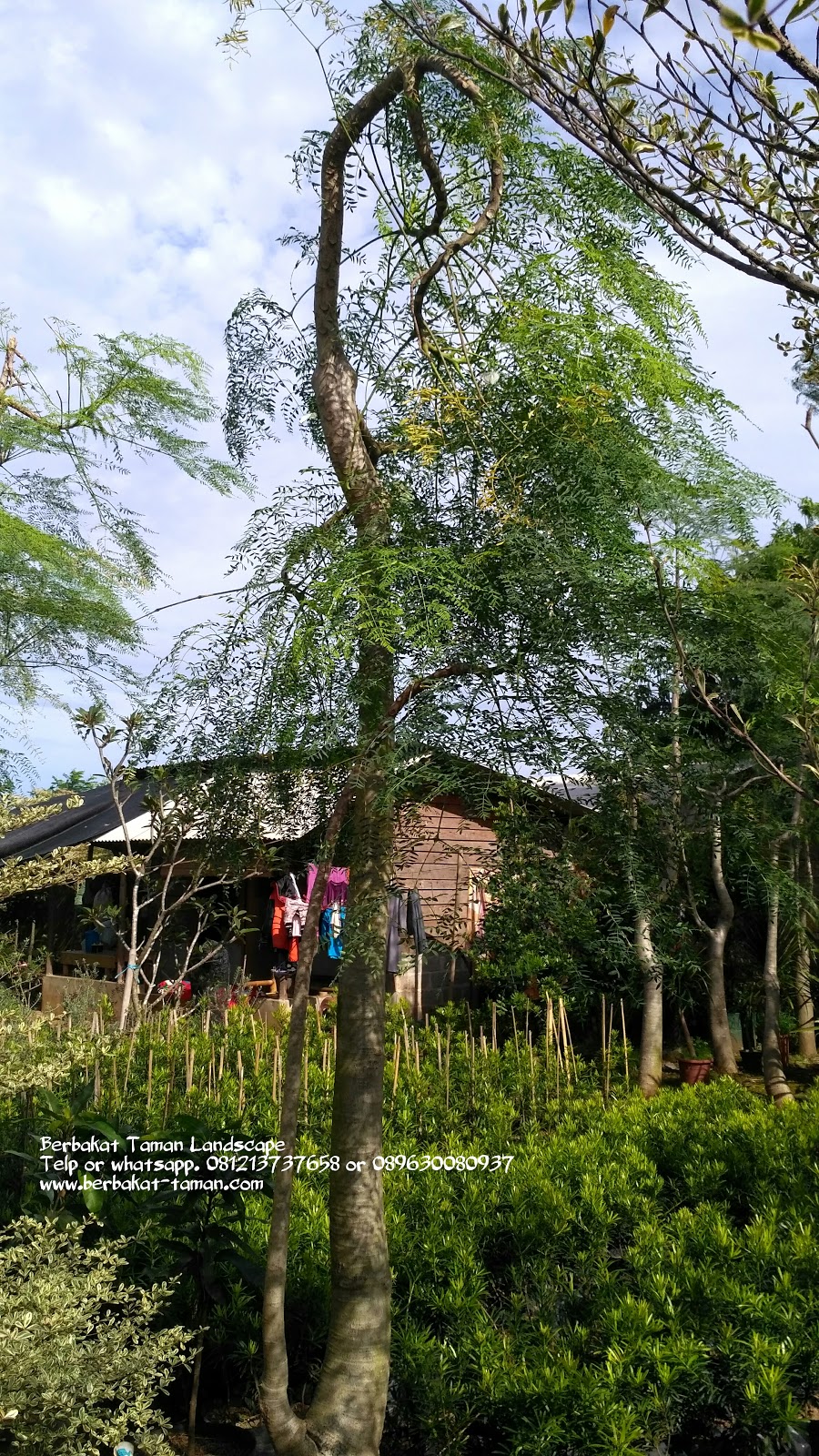 Jual Pohon Kelor Afrika atau Moringa | Pohon Peneduh Mewah ...