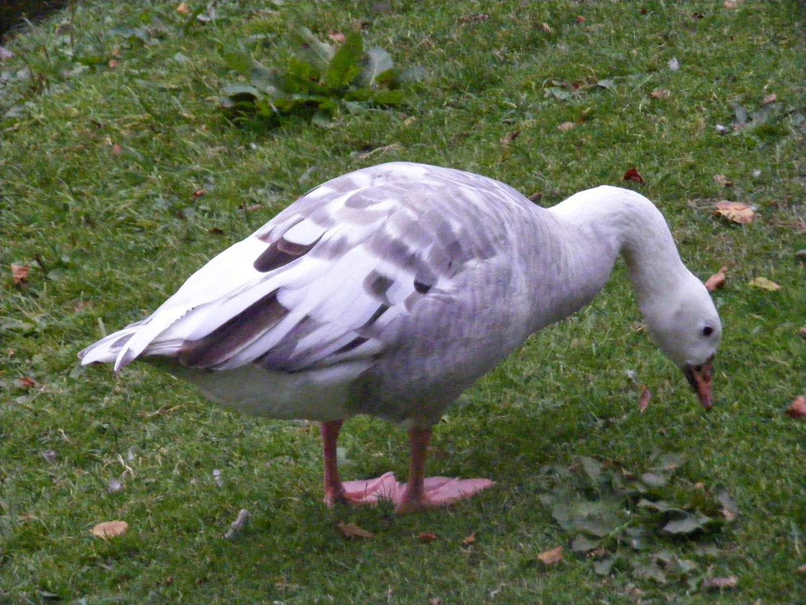 Bird Hybrids: domestic Greylag Goose x Canada Goose