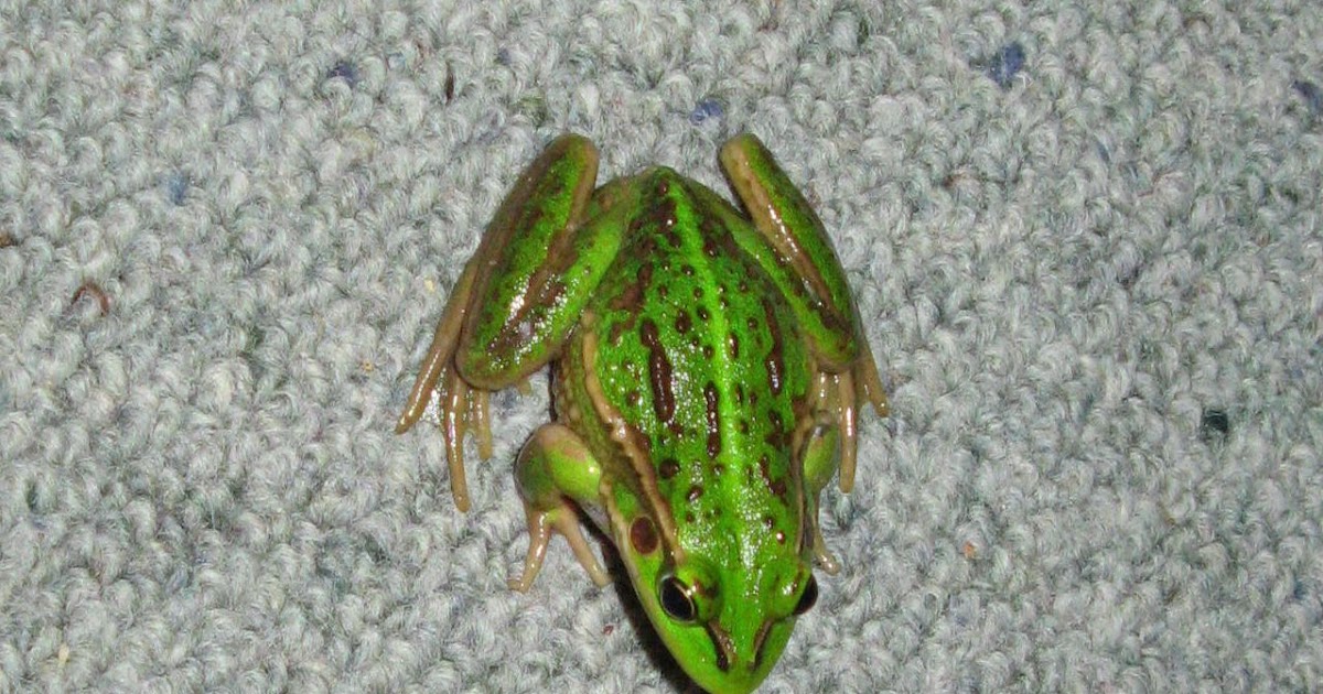 The Paddock: Screaming frog