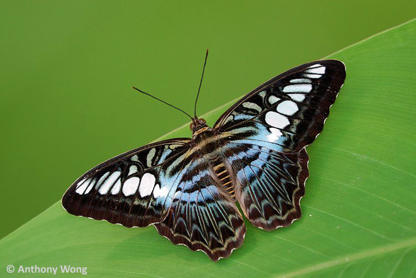 Butterflies of Singapore: Down Memory Lane - Clipper