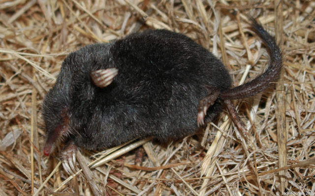 The Natural History of Bodega Head: Silky