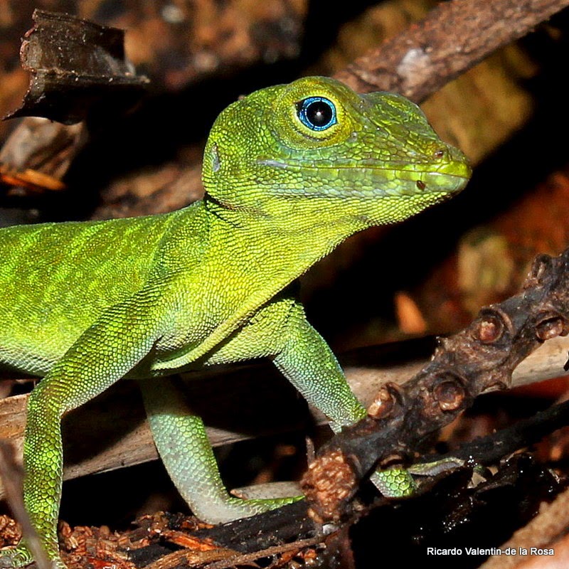 Ricardo's Blog, : Anolis evermanni Stejneger 1904, in the forest of Rio ...