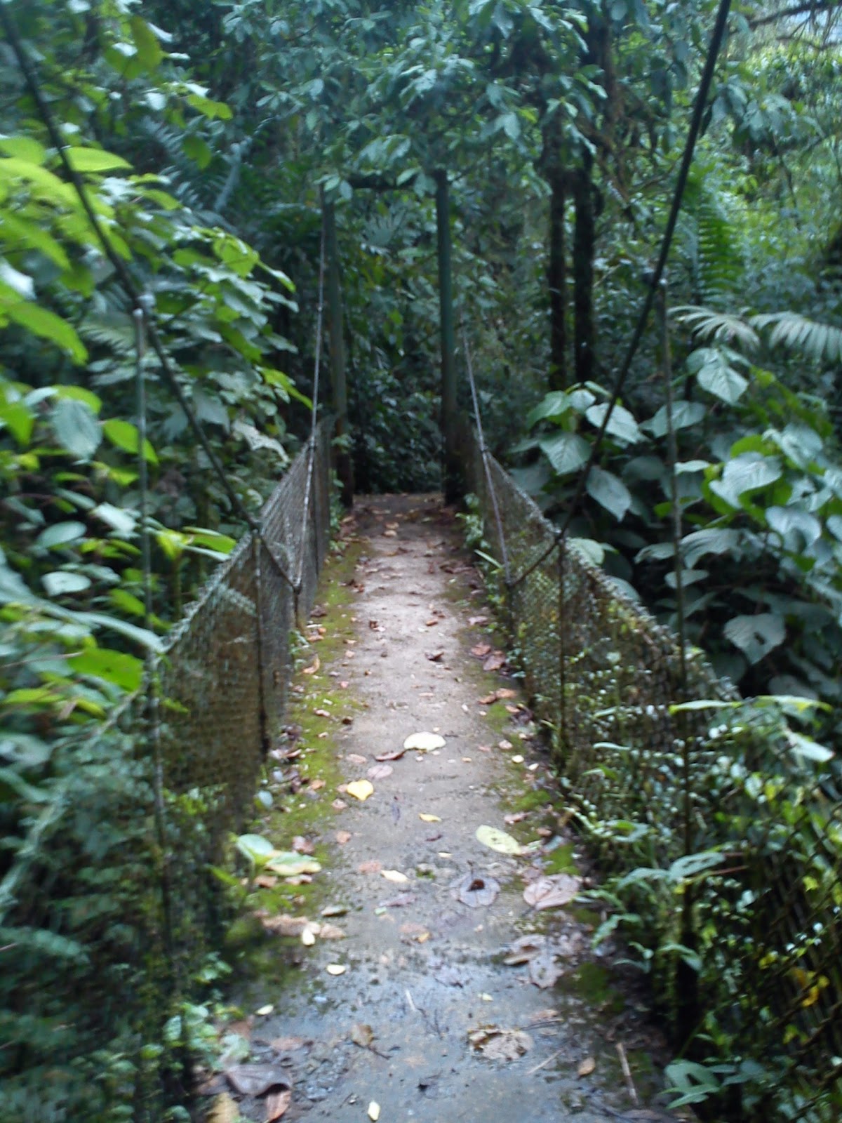 El Macizo de la Muerte: PARQUE NACIONAL TAPANTÍ-MACIZO DE LA MUERTE