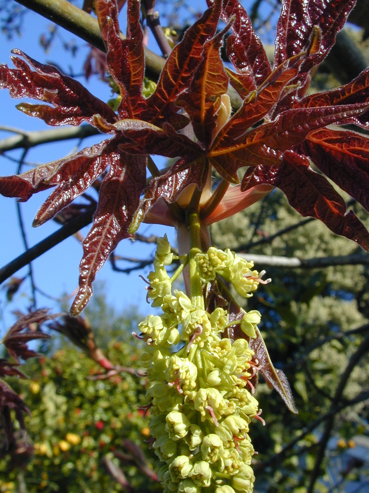 Trees of Santa Cruz County: Acer macrophyllum - Bigleaf Maple