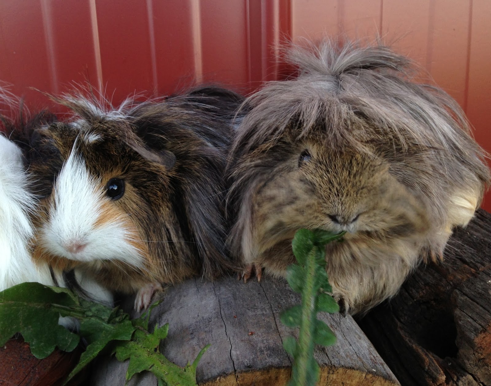All Things Guinea Pig: August 2015