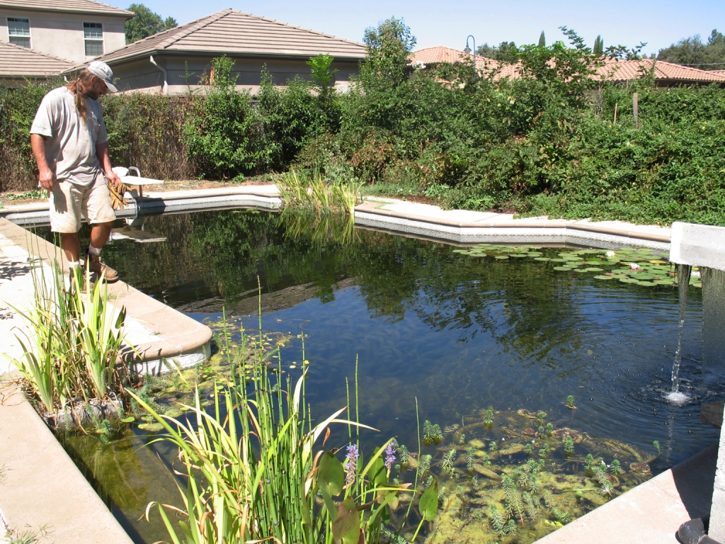 GAIA CREATIONS: Urban Permaculture Project -2 years in progress