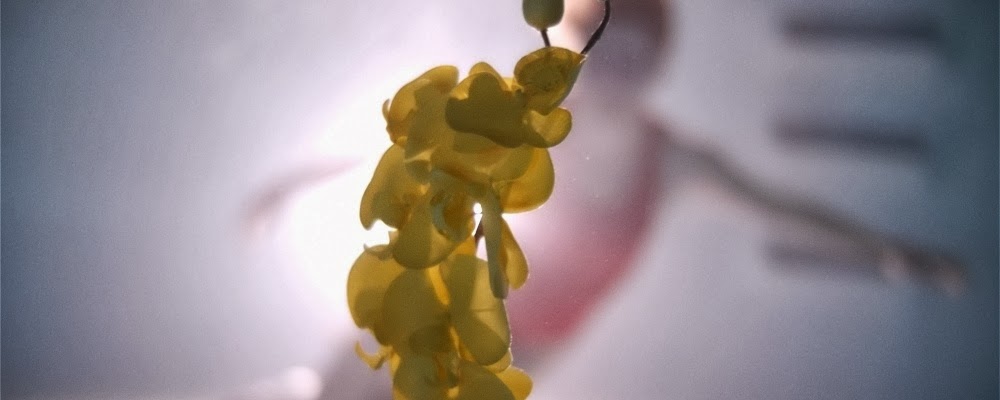 UPSTREAM COLOR ~ Ladri Di VHS