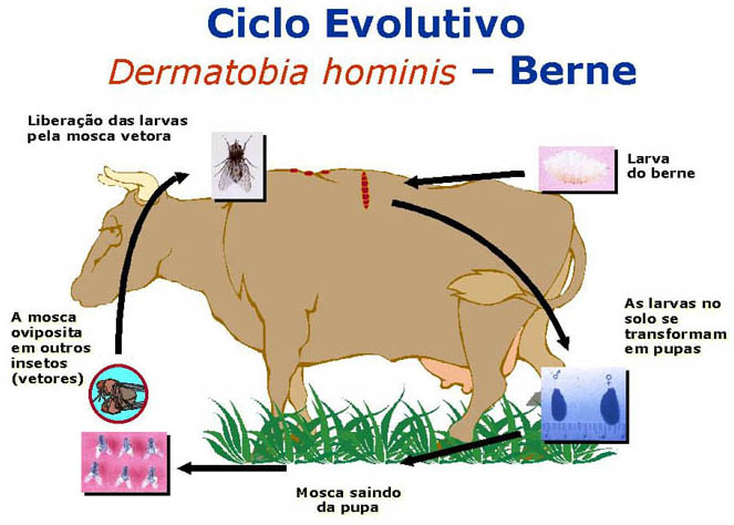 Blog Trinca-Ferro verdadeiro: Berne em Aves
