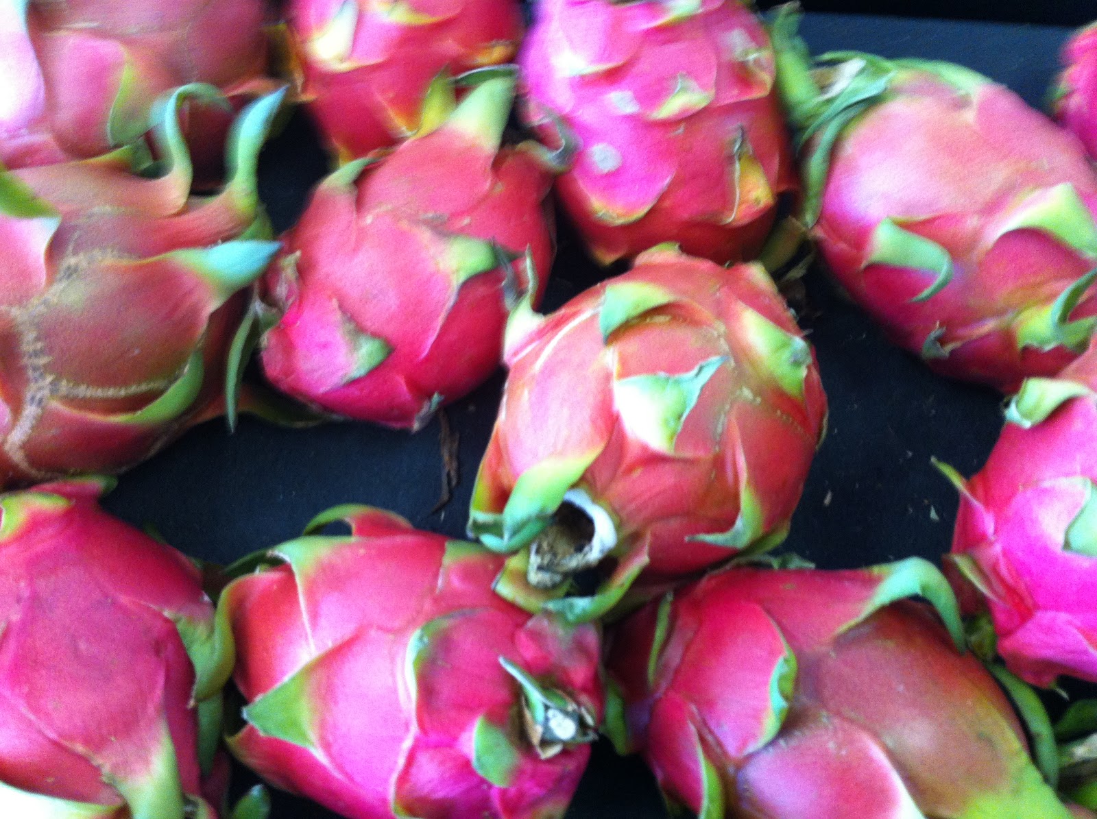 True North: freaky fruit